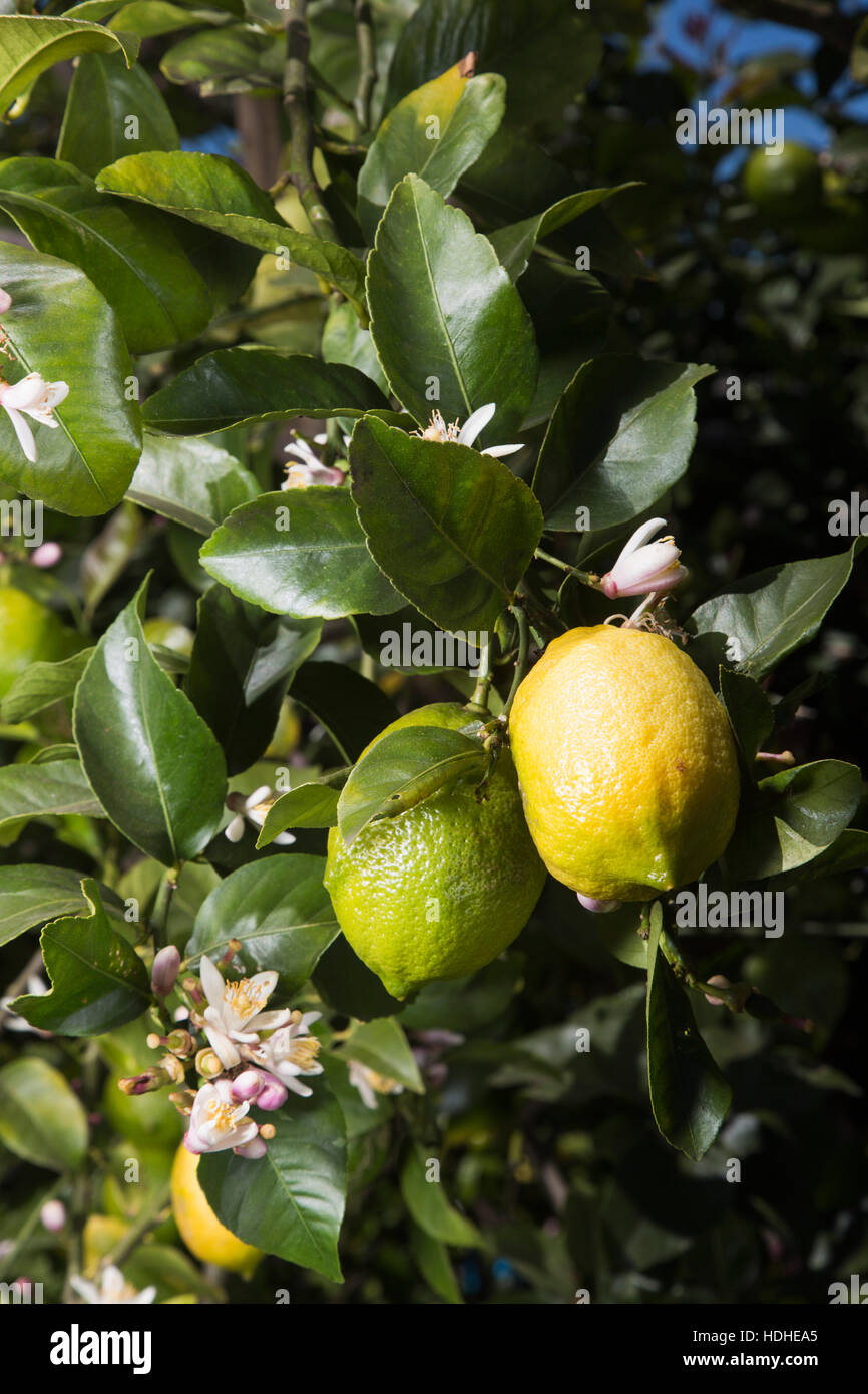 Growing focus hi-res stock photography and images - Alamy