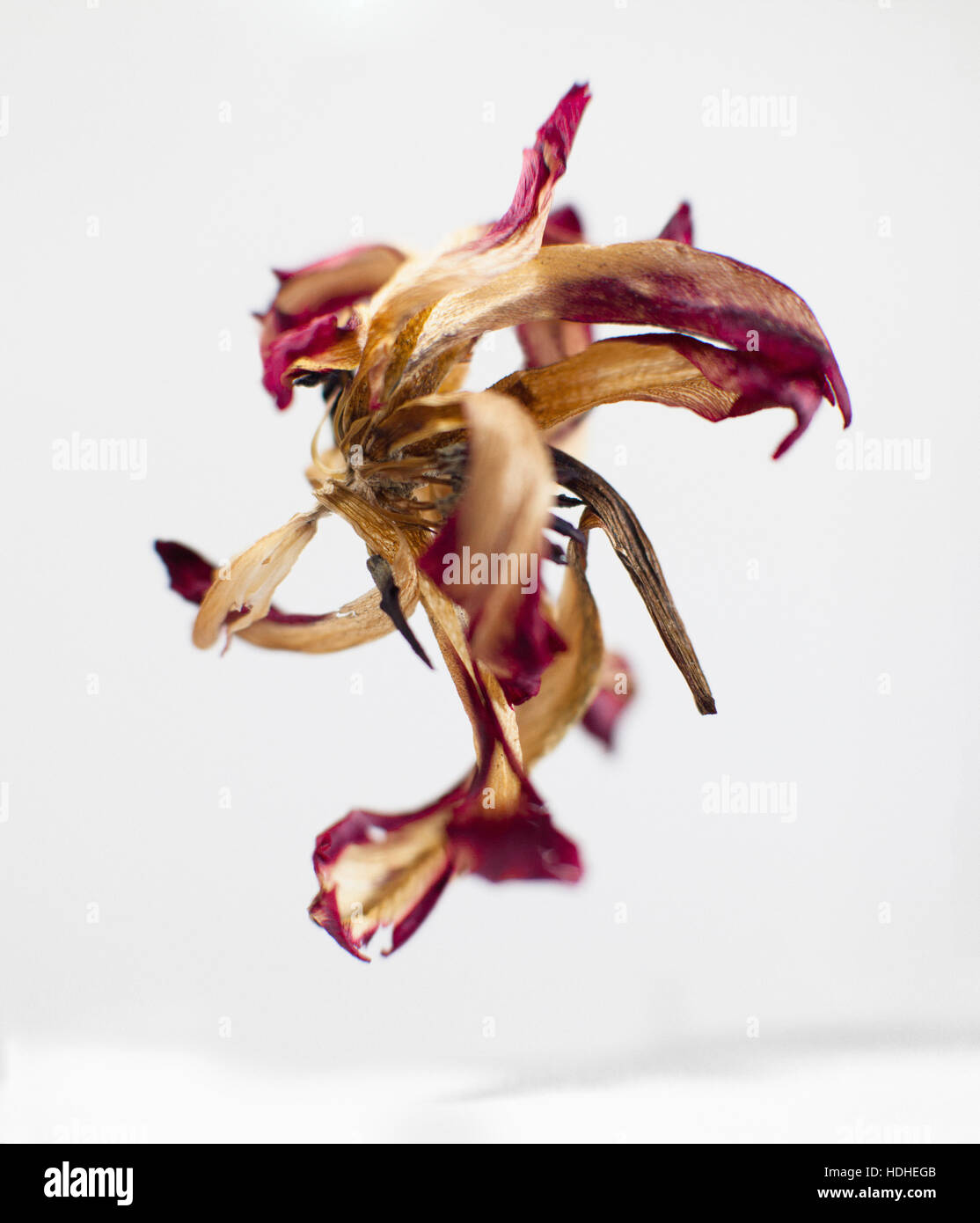Close-up of wilted flower over white background Stock Photo - Alamy