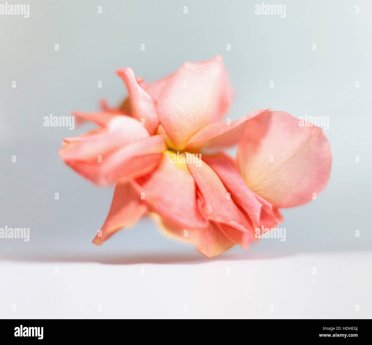 Wilted flower wilted plant hi-res stock photography and images - Alamy