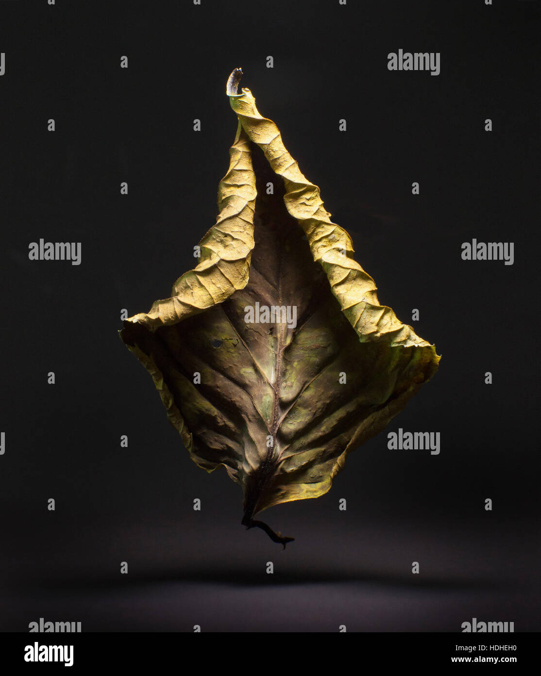 Close up dry leaf hi-res stock photography and images - Alamy