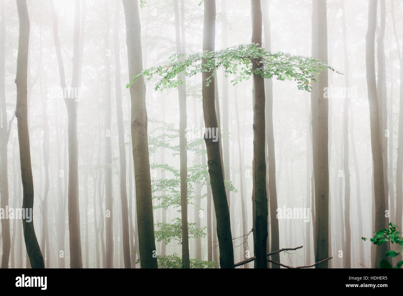 Trees in forest foggy hi-res stock photography and images - Alamy