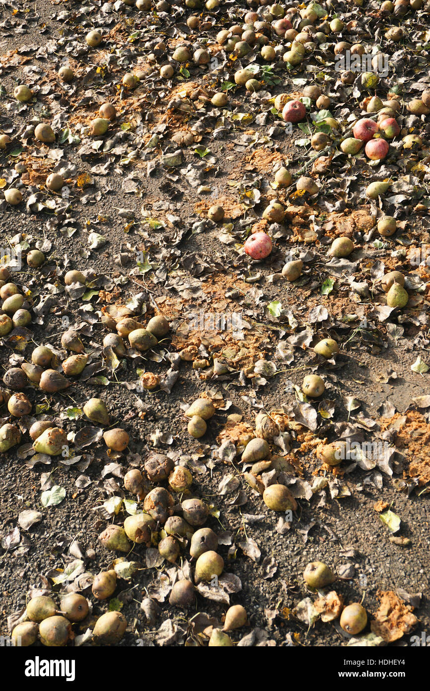 Rotten fruits hi-res stock photography and images - Alamy