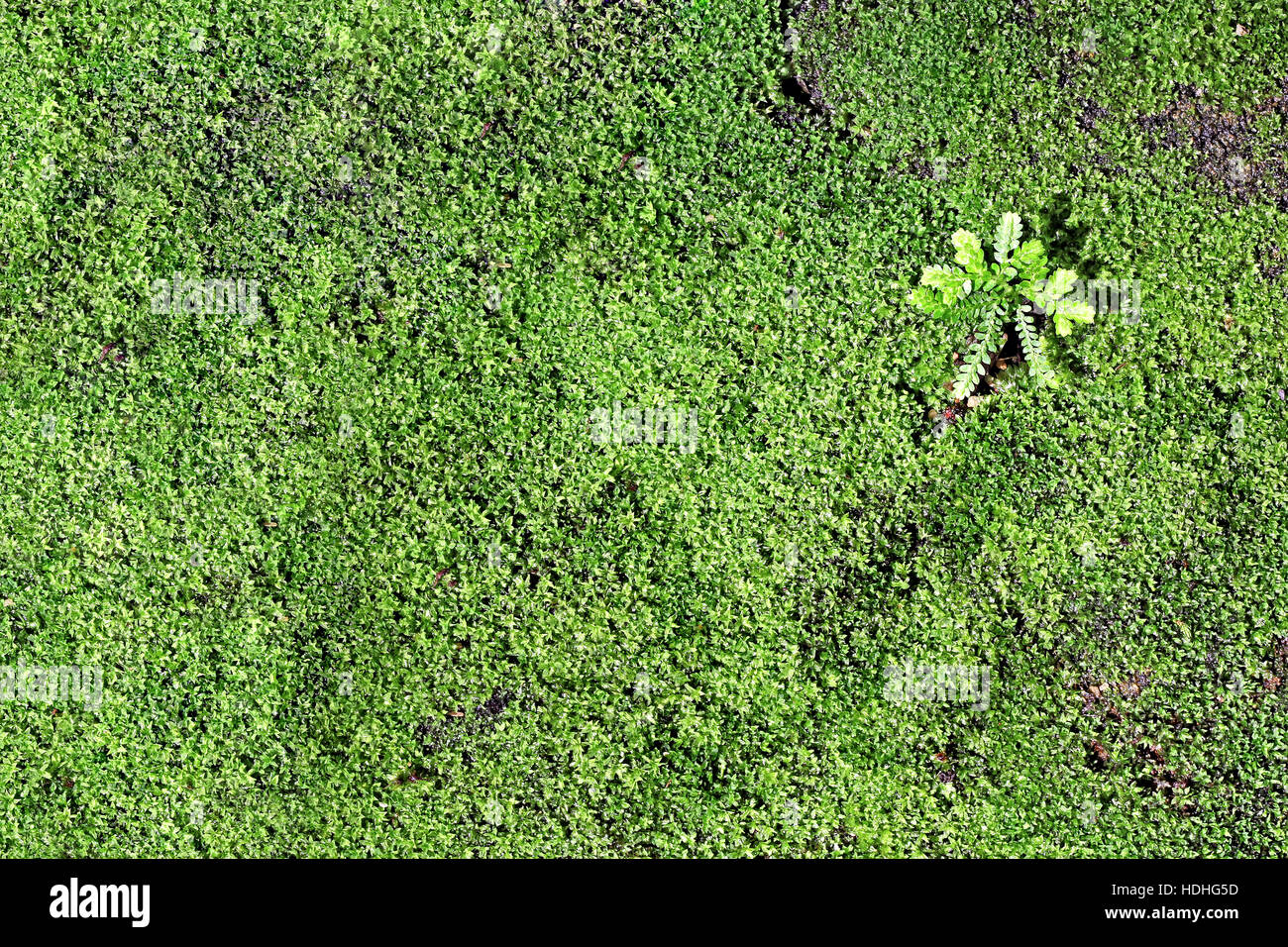 Background of wet green moss covered old floor with a lone small shrub ...