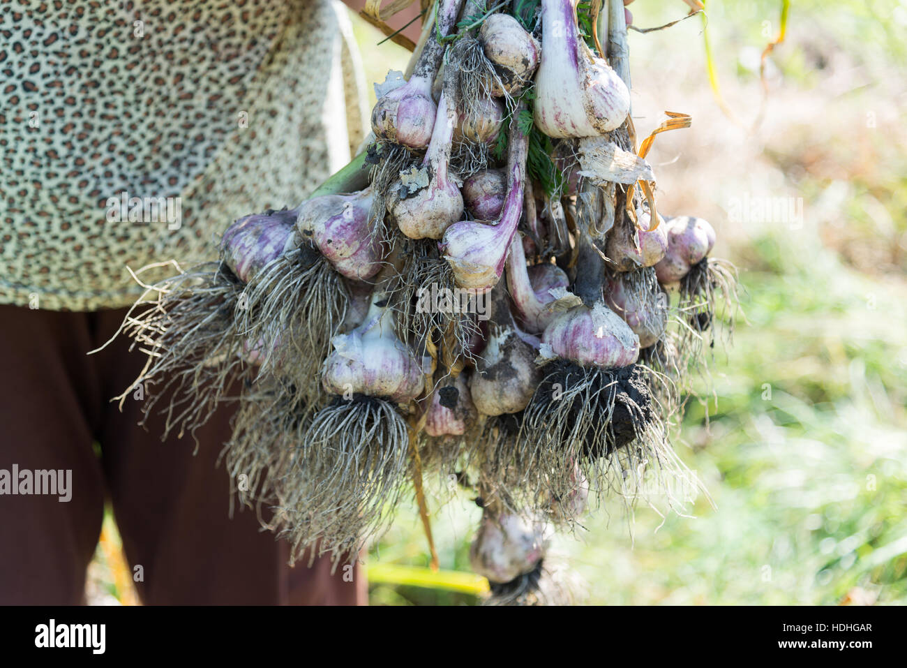 woman holds a bundle of garlic in garden Stock Photo - Alamy