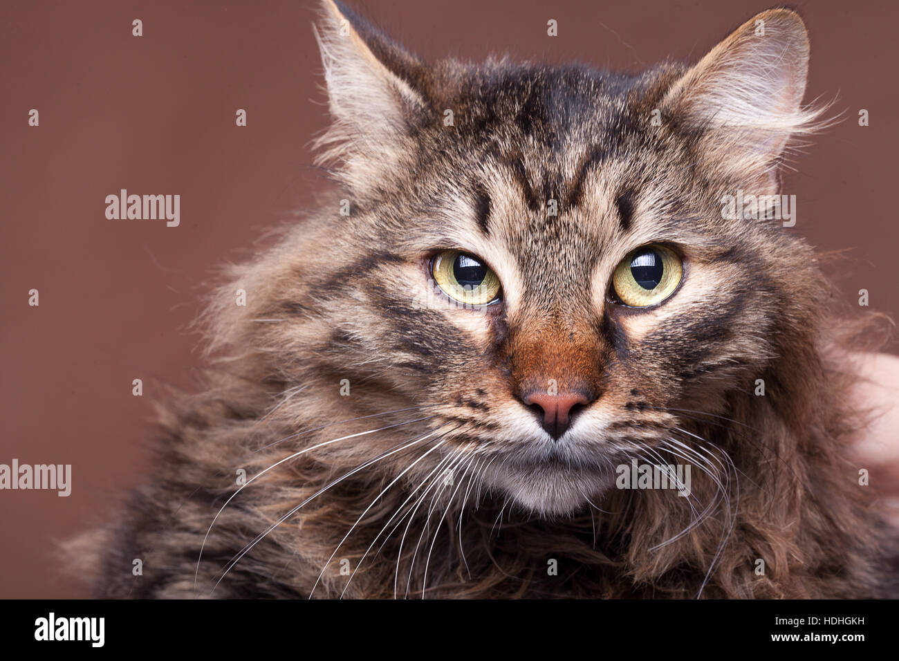 Beautiful main coon cat breed on brown background in studio photo. Fluffy pet Stock Photo - Alamy