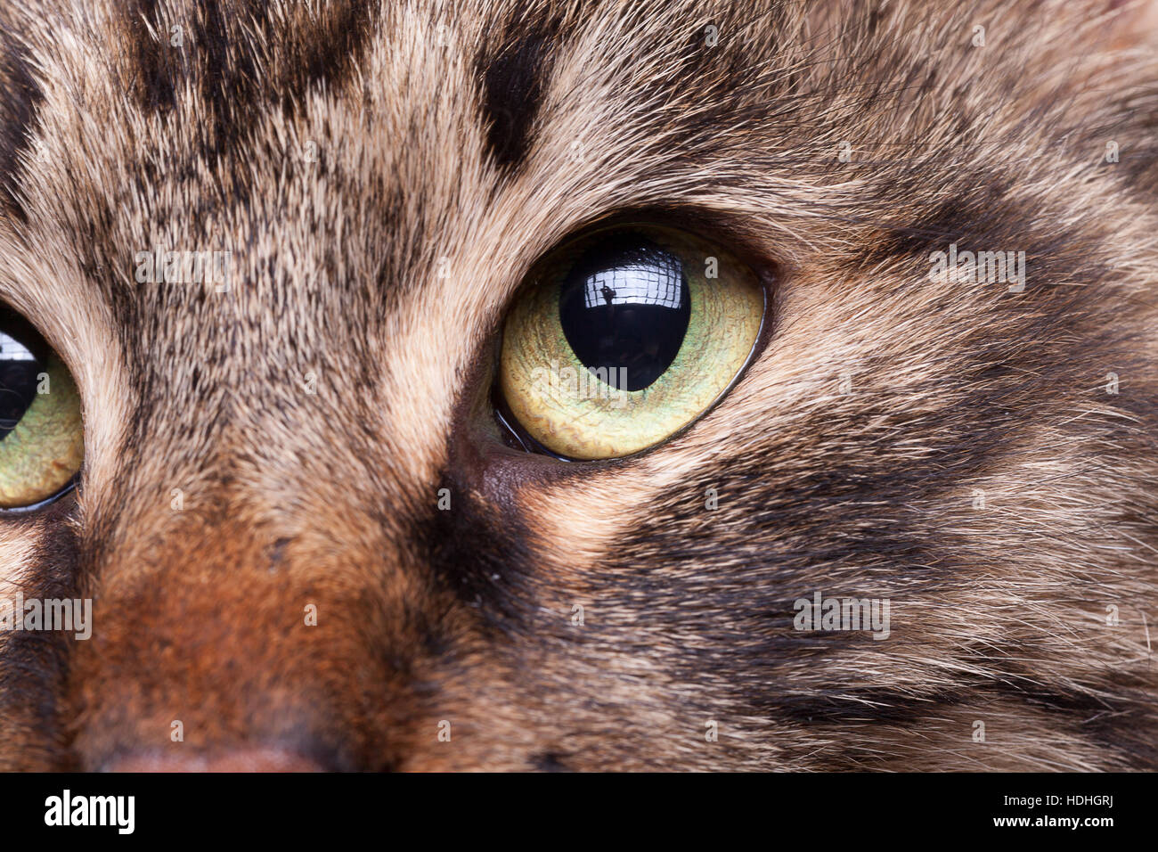 Gorgeous cat from maine coon breed eye in close up image Stock Photo ...