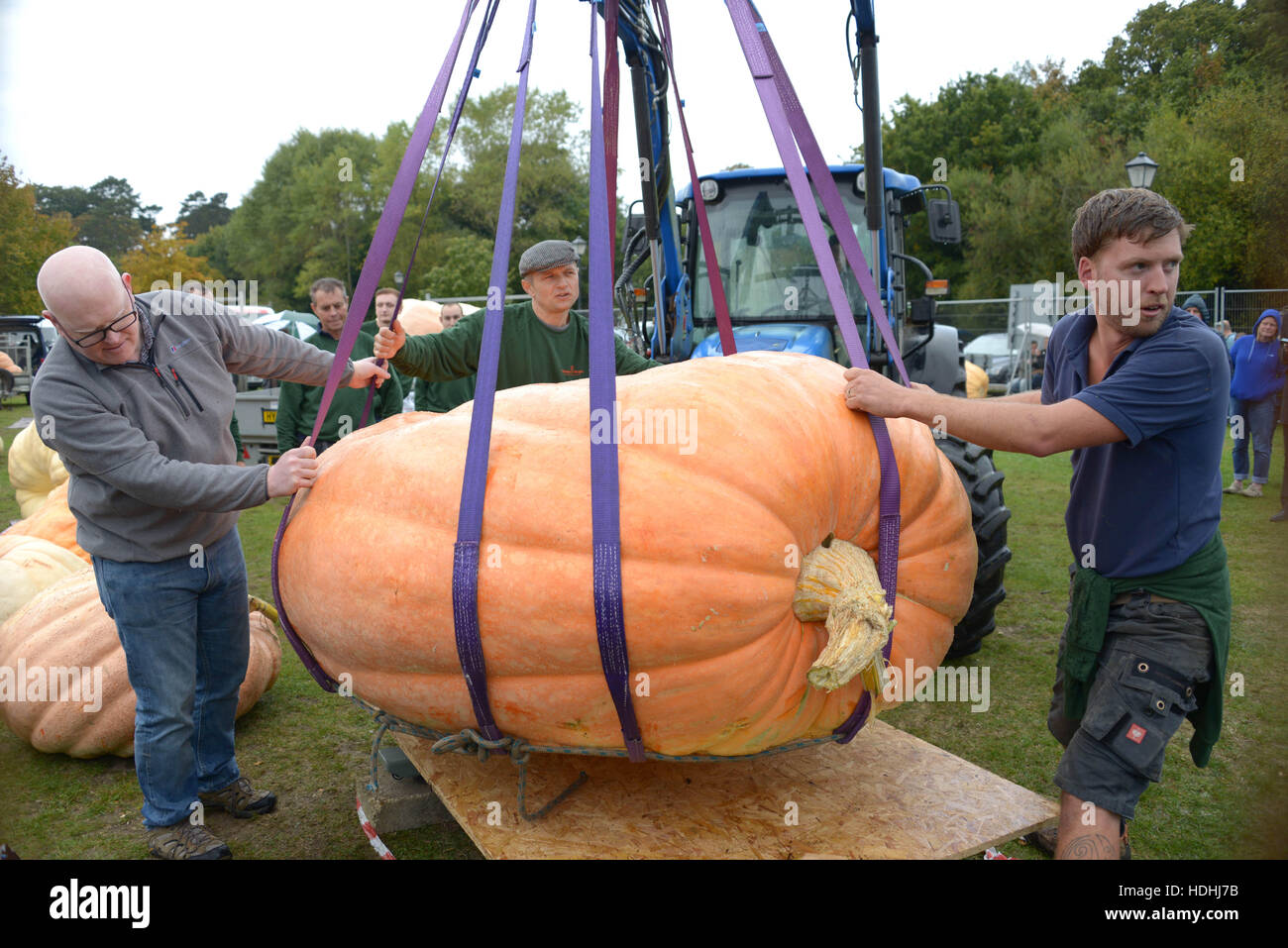 World record pumpkin hi-res stock photography and images - Alamy