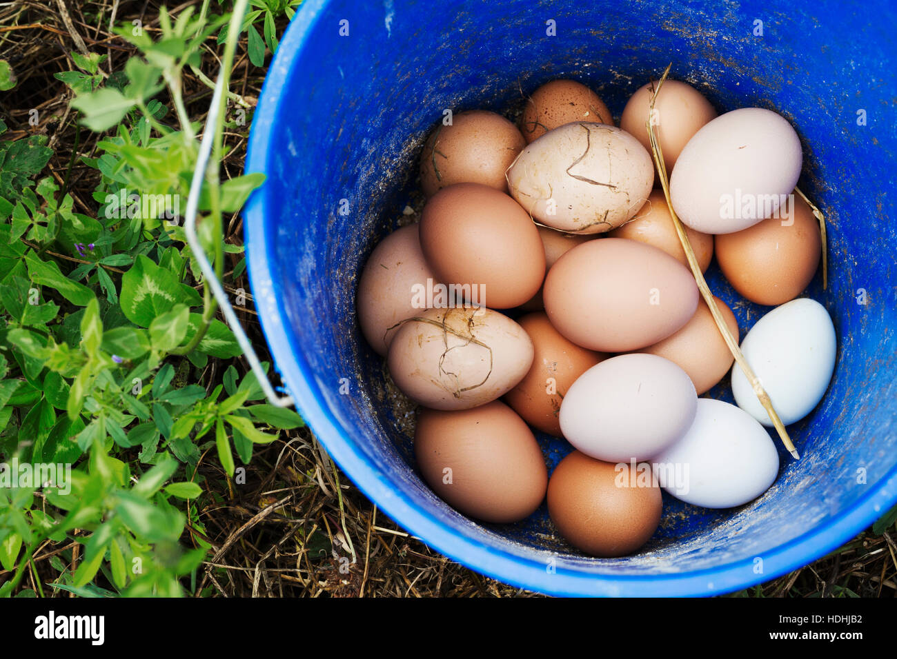 A bucket full of eggs Stock Photo - Alamy