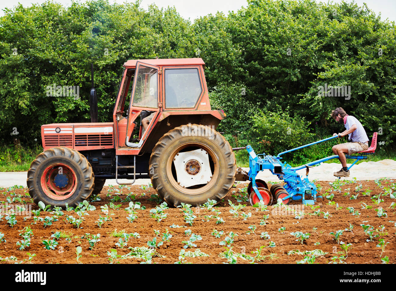 Two men driving a tractor pulling a cultivator weeding between rows of ...