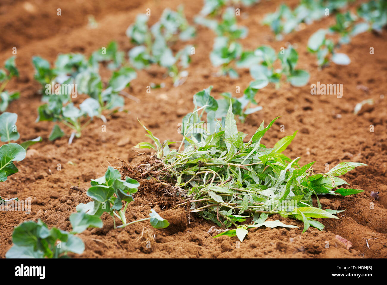 Seedlings planted in rows next to a pile of weeds Stock Photo - Alamy