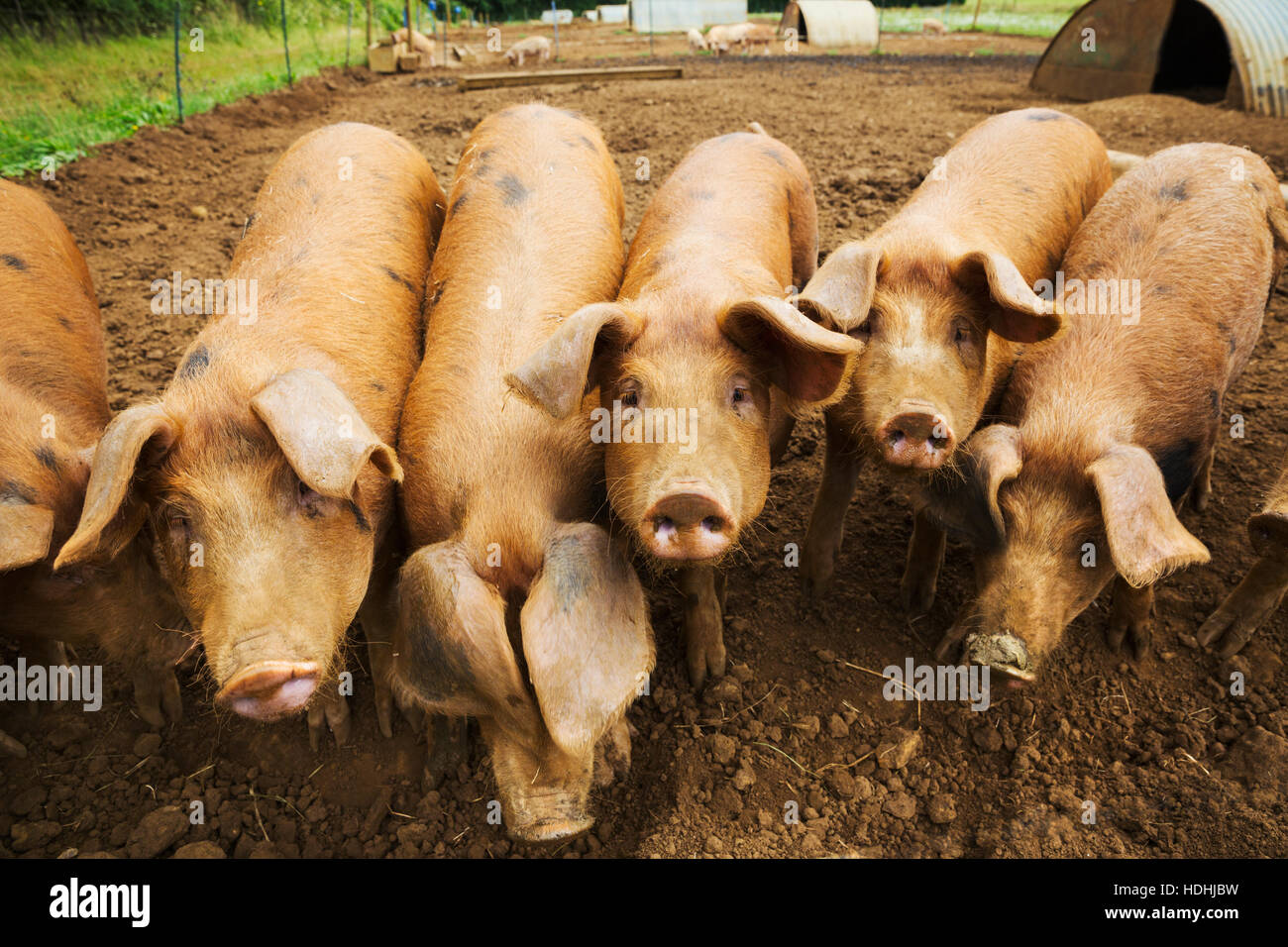 A group of pigs in a pen Stock Photo - Alamy