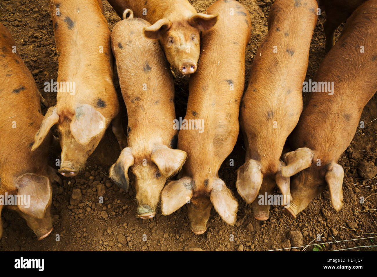 A group of pigs in a pen Stock Photo - Alamy
