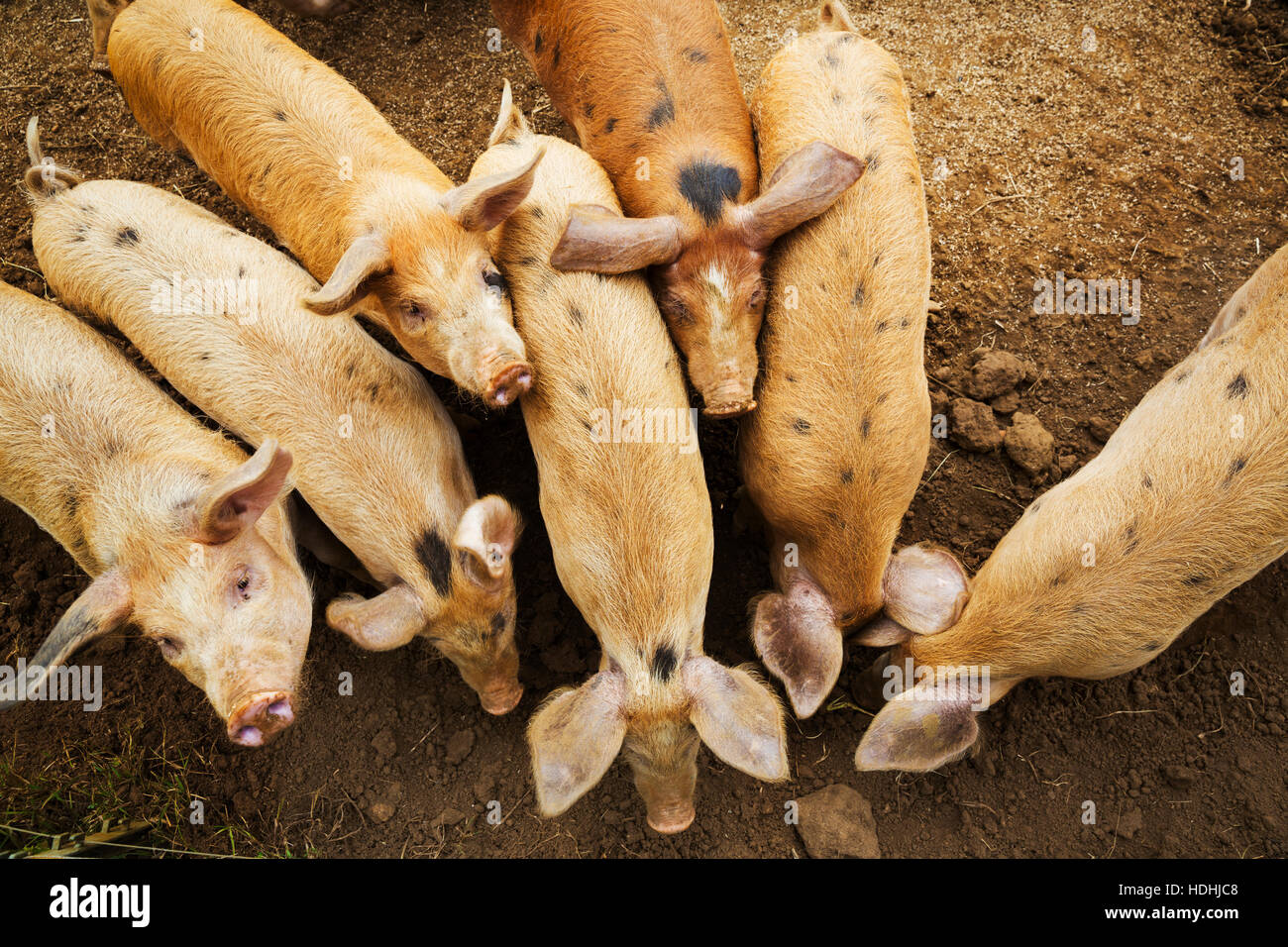 A group of pigs in a pen Stock Photo - Alamy