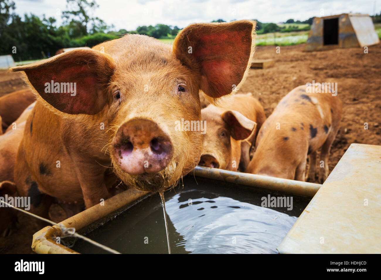 Three pigs in a field, one drinking from a trough Stock Photo - Alamy