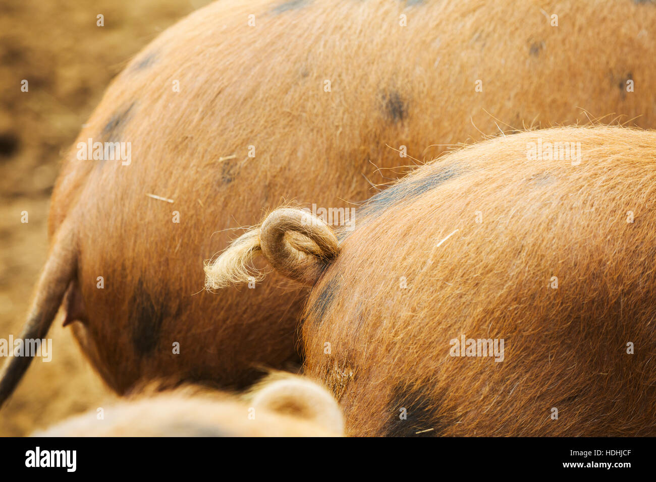 Tails animal hi-res stock photography and images - Alamy