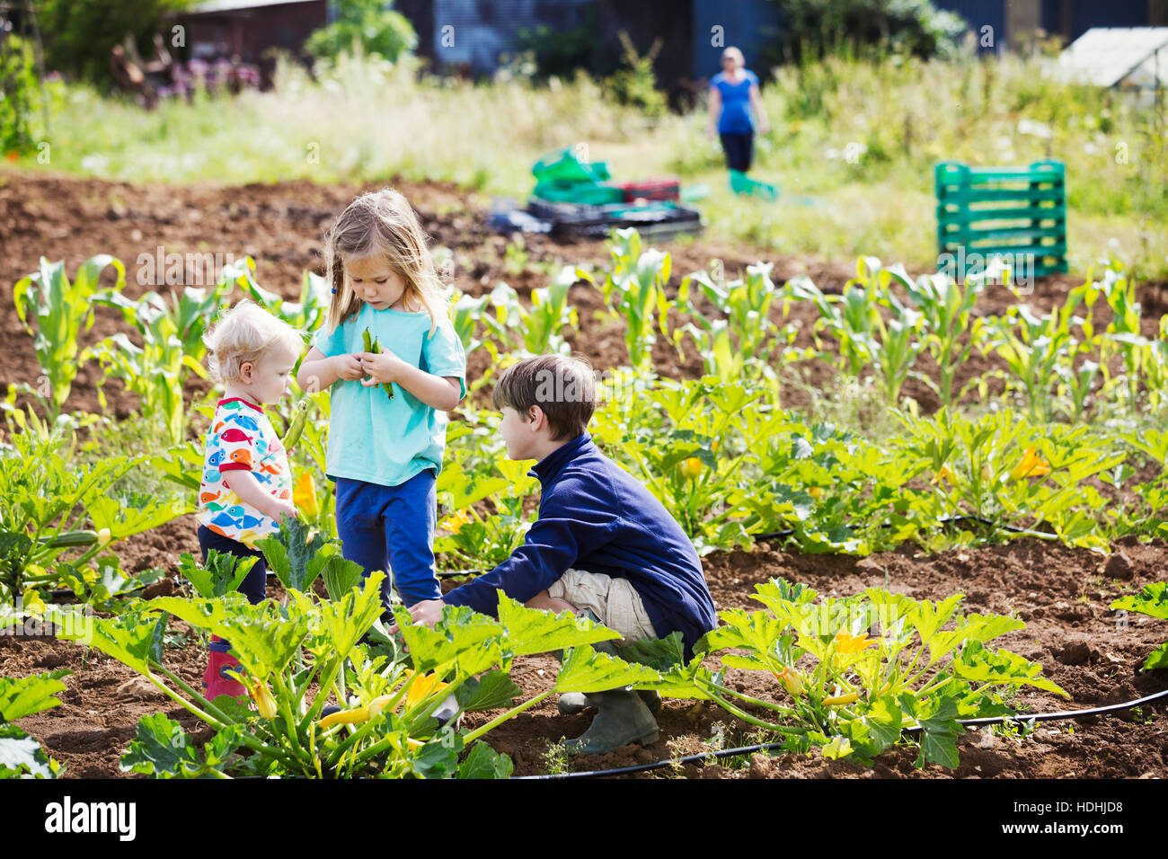 Three children in a vegetable patch Stock Photo - Alamy