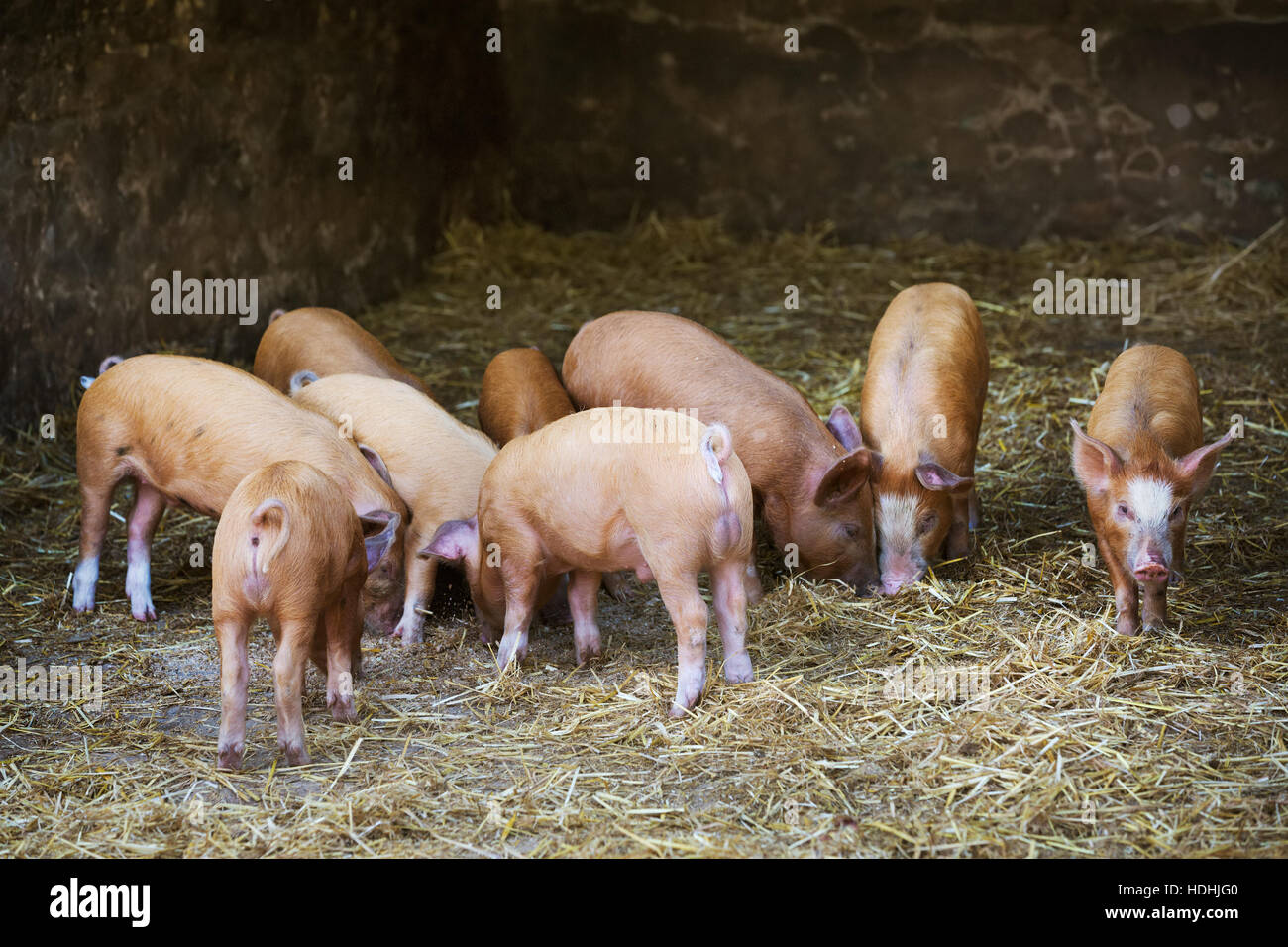 A group of pigs in a barn Stock Photo - Alamy