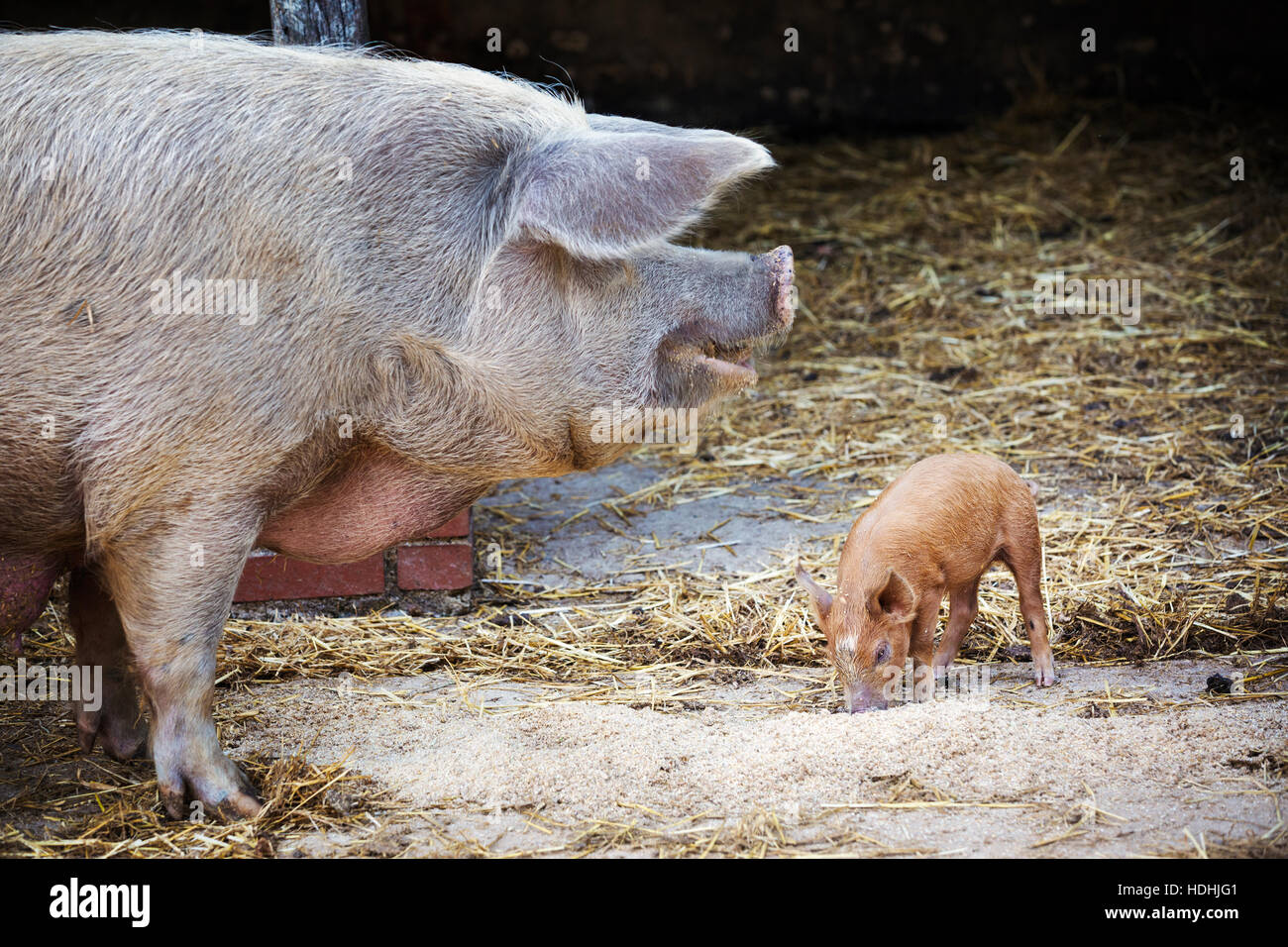 Adult pig hi-res stock photography and images - Alamy