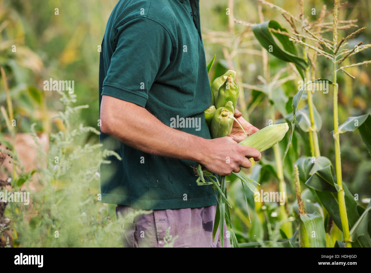 A man harvesting ripe sweet corn cobs Stock Photo - Alamy