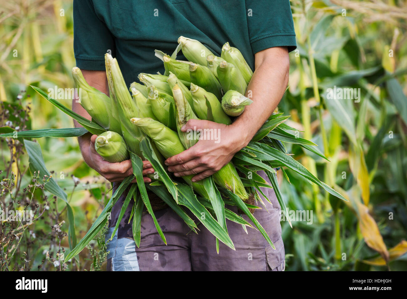 A man harvesting ripe sweet corn cobs, with arms full of cobs Stock ...