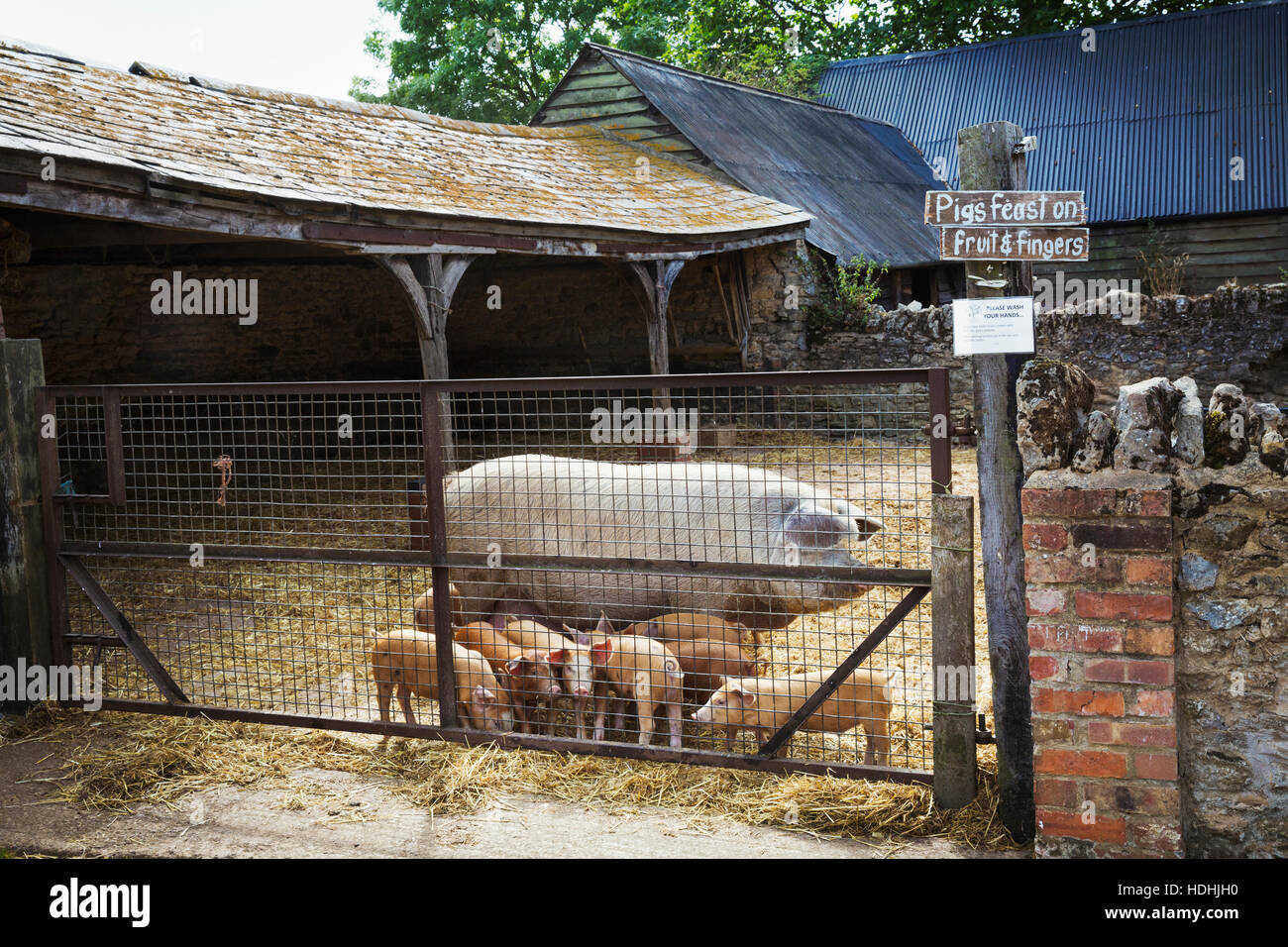 Pig litter hi-res stock photography and images - Alamy