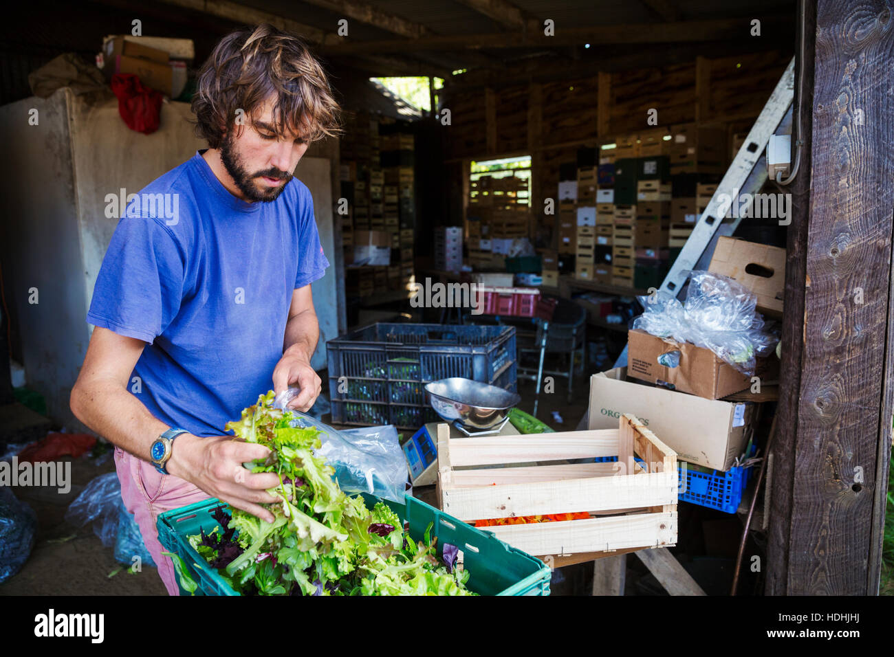 A man packing fresh salad into bags in a farm barn Stock Photo - Alamy