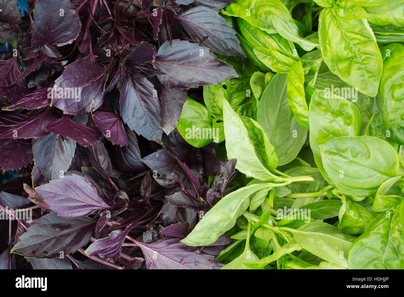 Purple and green leafed basil plants Stock Photo - Alamy