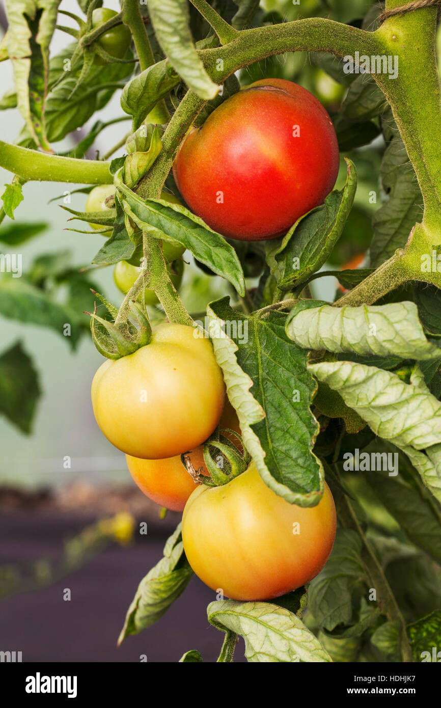 Red and yellow tomatoes growing on branch Stock Photo - Alamy