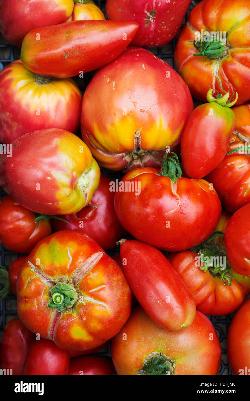 Tomatoes in all shapes and sizes Stock Photo - Alamy