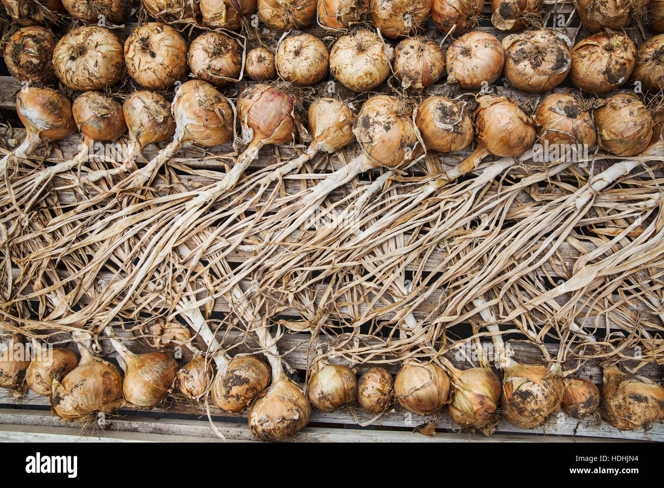 Objects on tray hi-res stock photography and images - Alamy