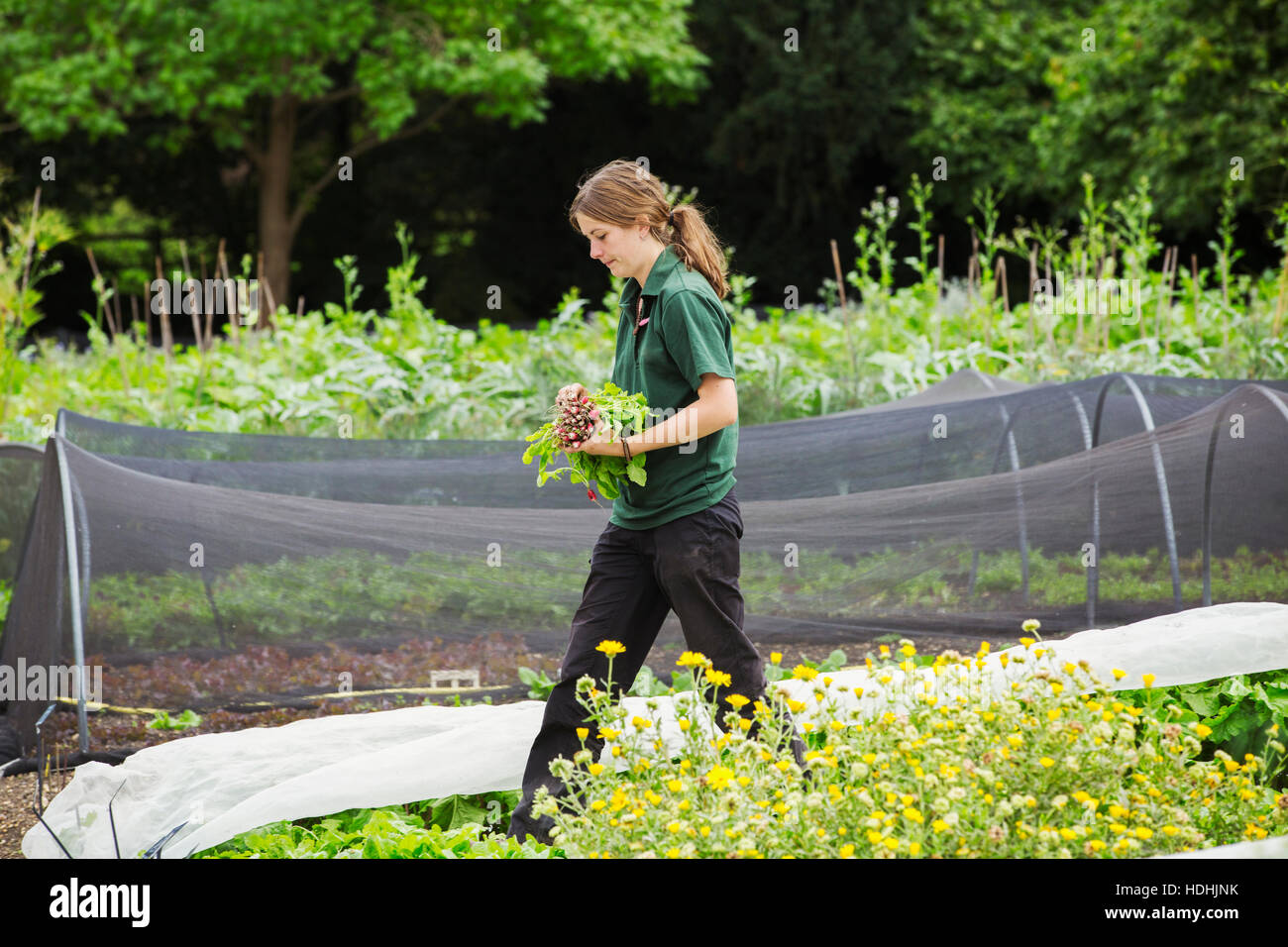 A woman walking across a garden, holding fresh radishes Stock Photo - Alamy