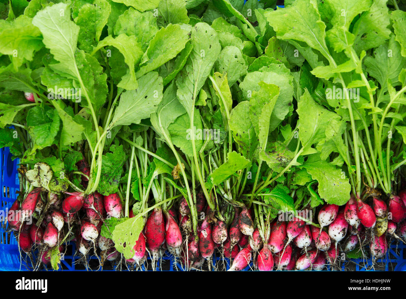 Bunch of radishes Stock Photo - Alamy