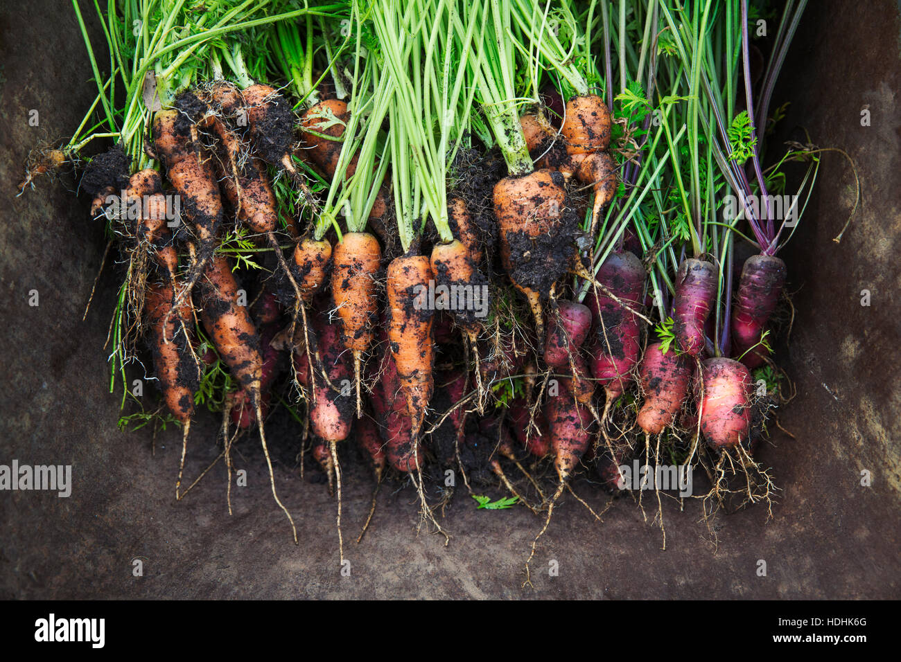 A bunch of freshly pulled carrots with mud on the vegetables Stock ...