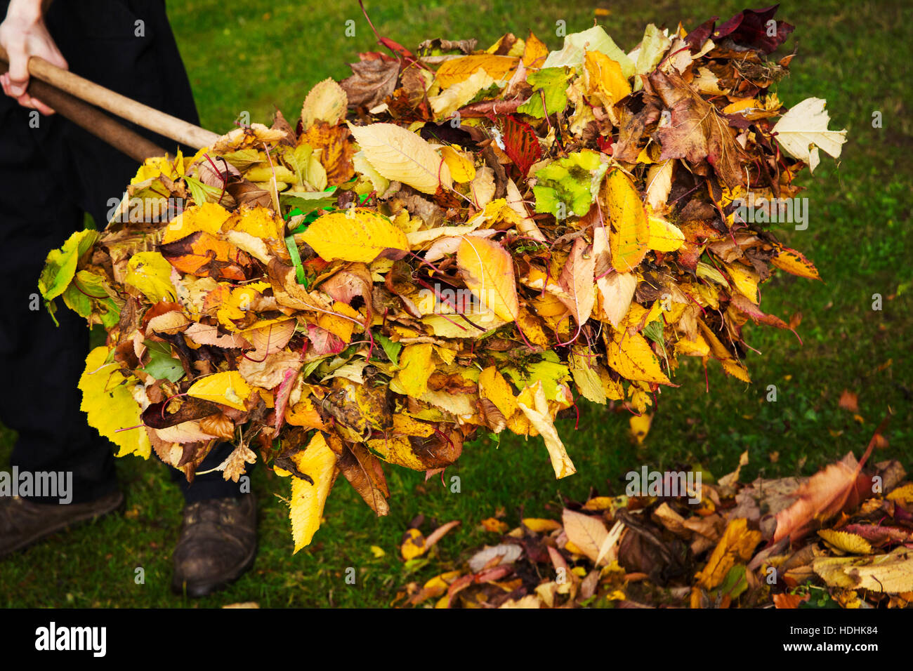 A rake and fallen autumn leaves Stock Photo - Alamy