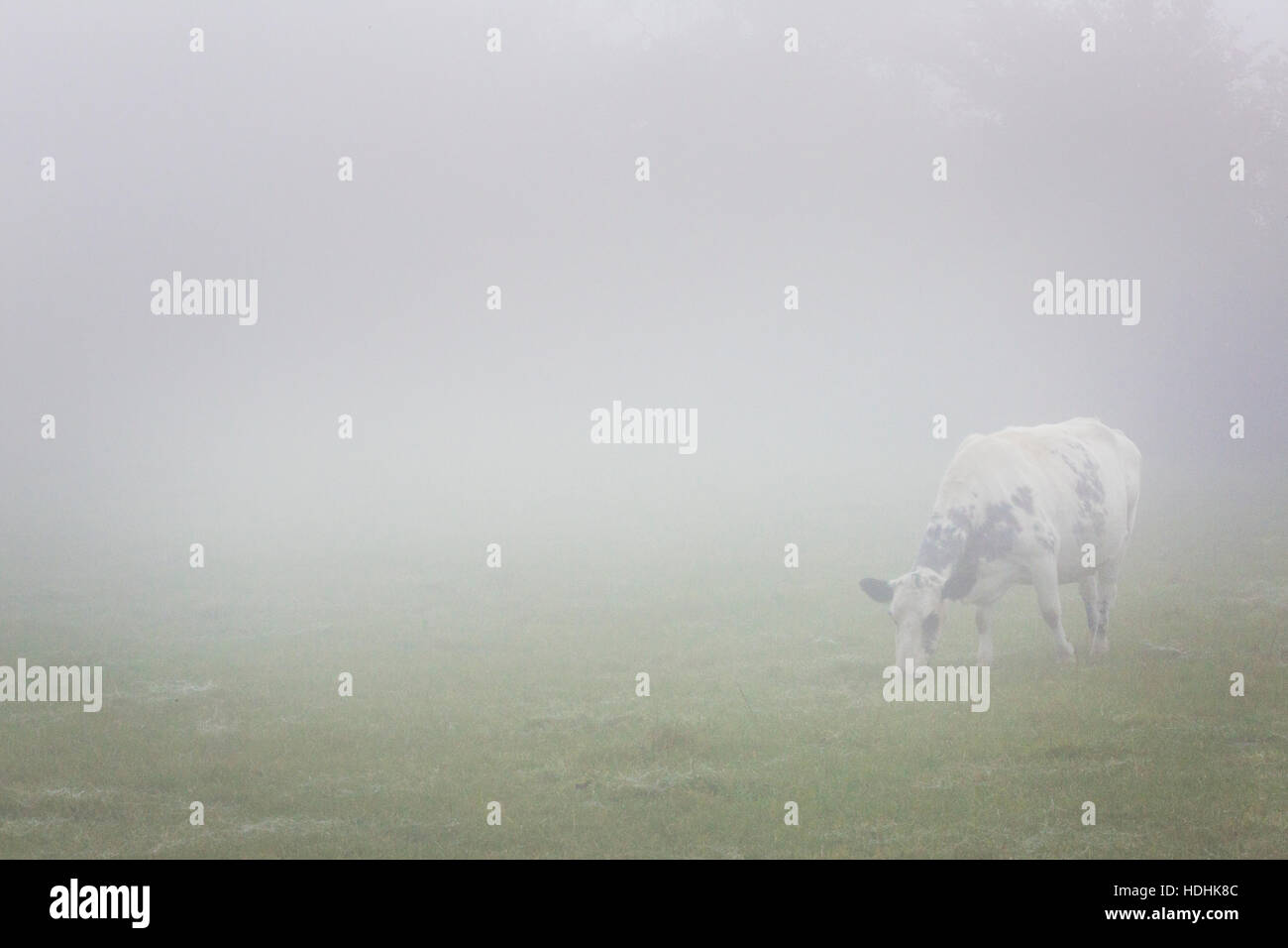 Dense mist hi-res stock photography and images - Alamy