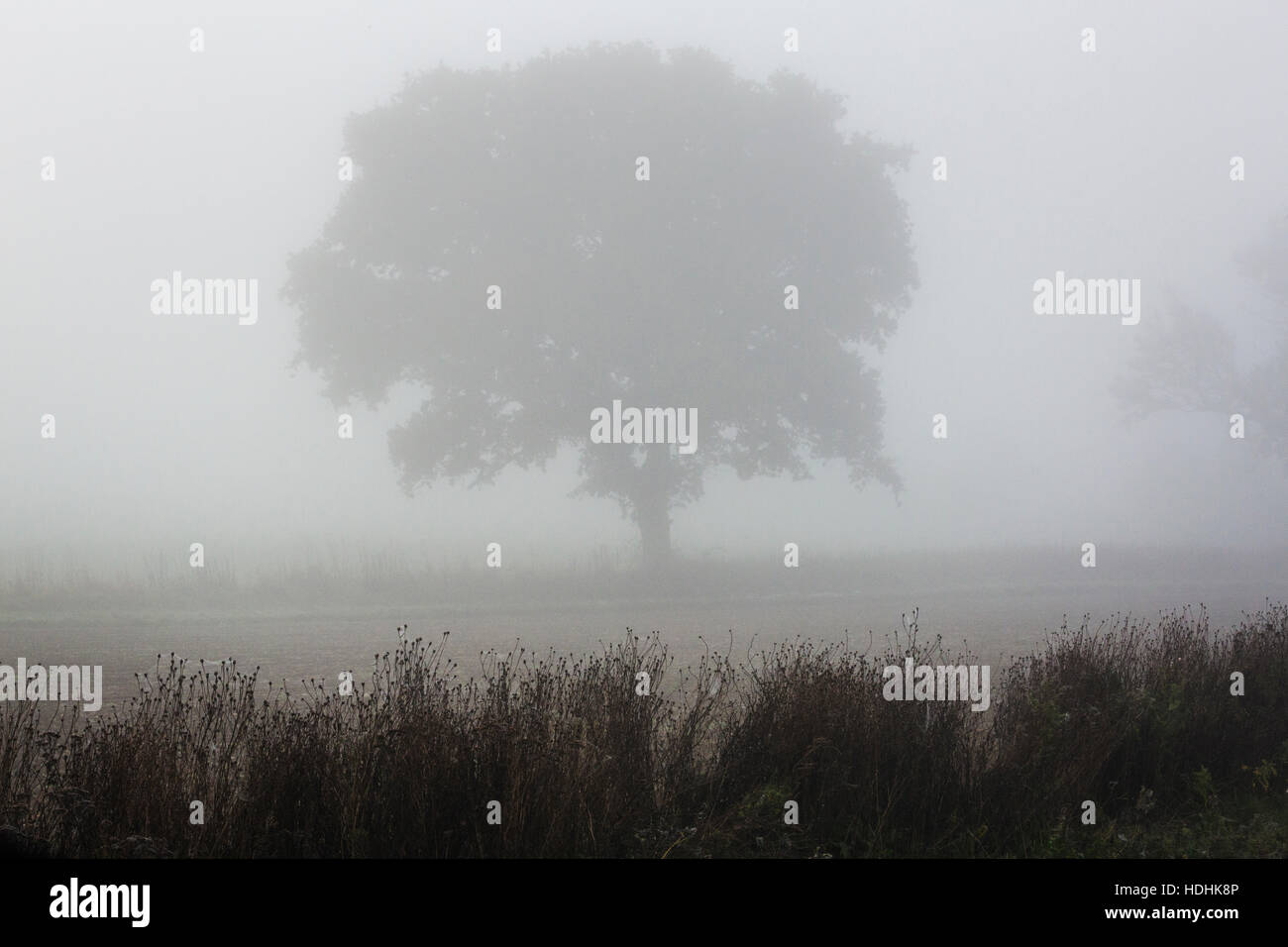 Tree shrouded in mist hi-res stock photography and images - Alamy