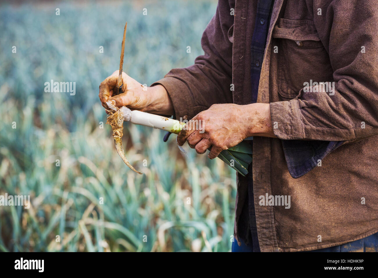 Leeks field hi-res stock photography and images - Alamy