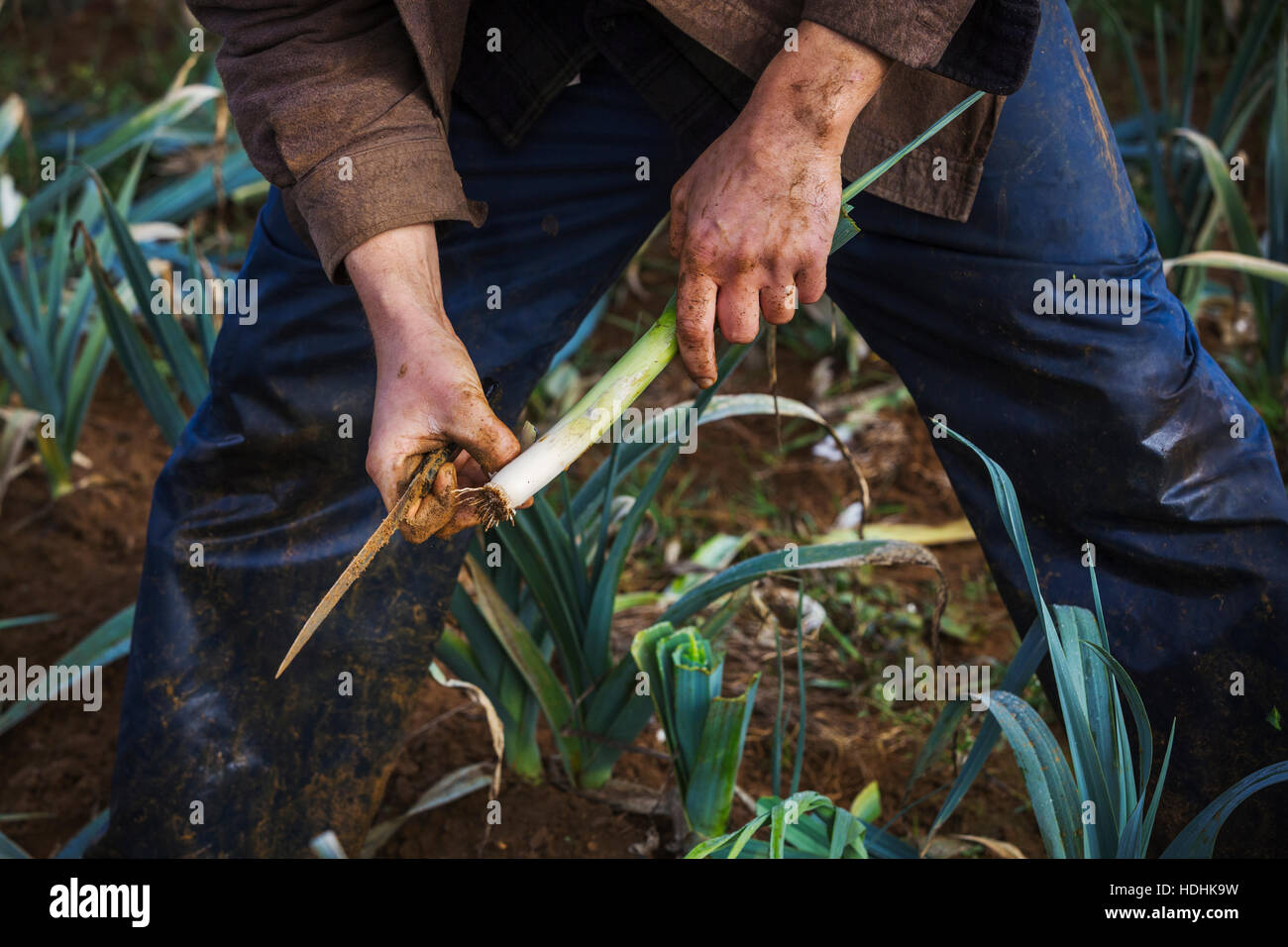 Man holding leek hi-res stock photography and images - Alamy