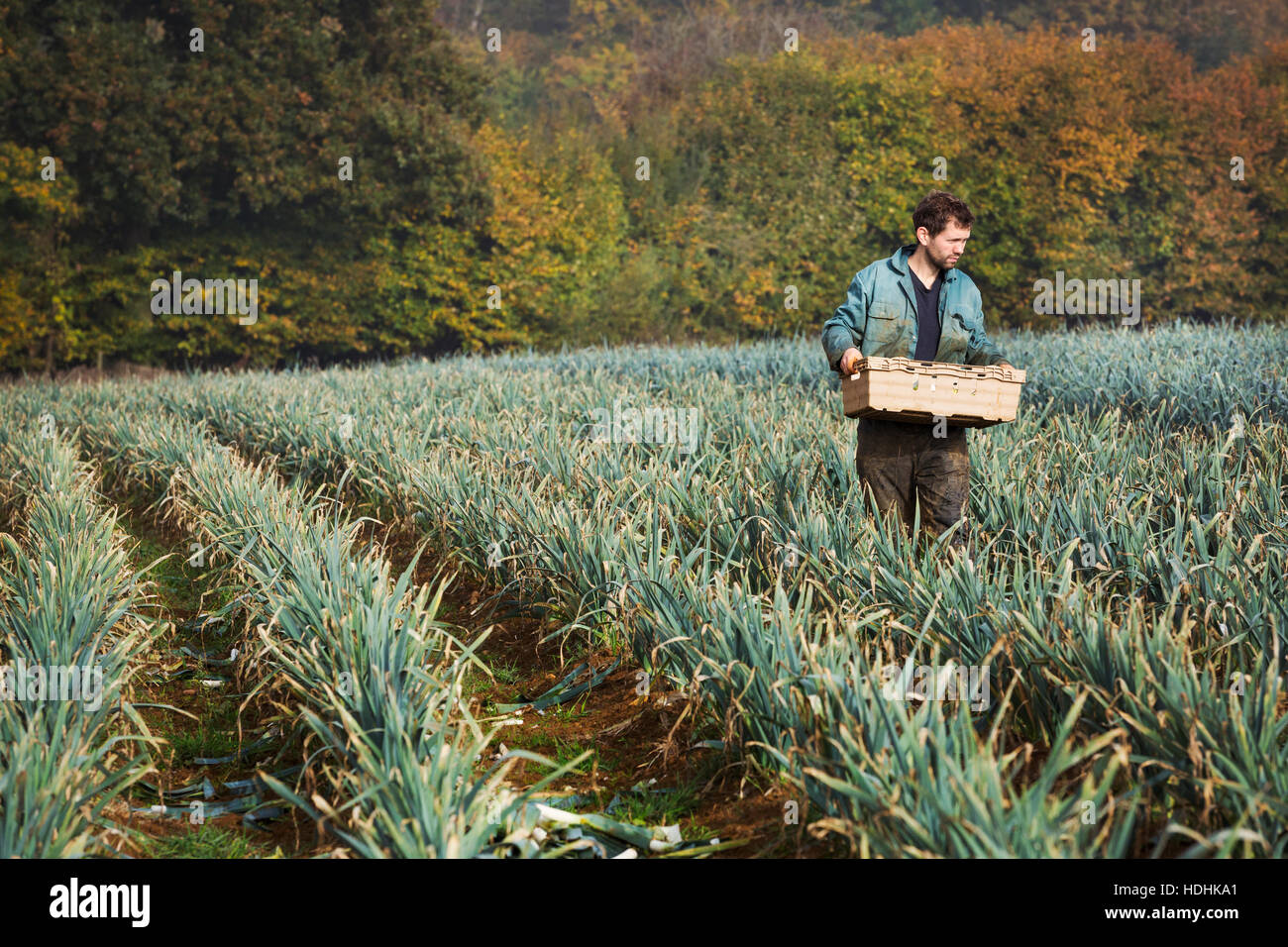 Man carrying crate vegetables hi-res stock photography and images - Alamy