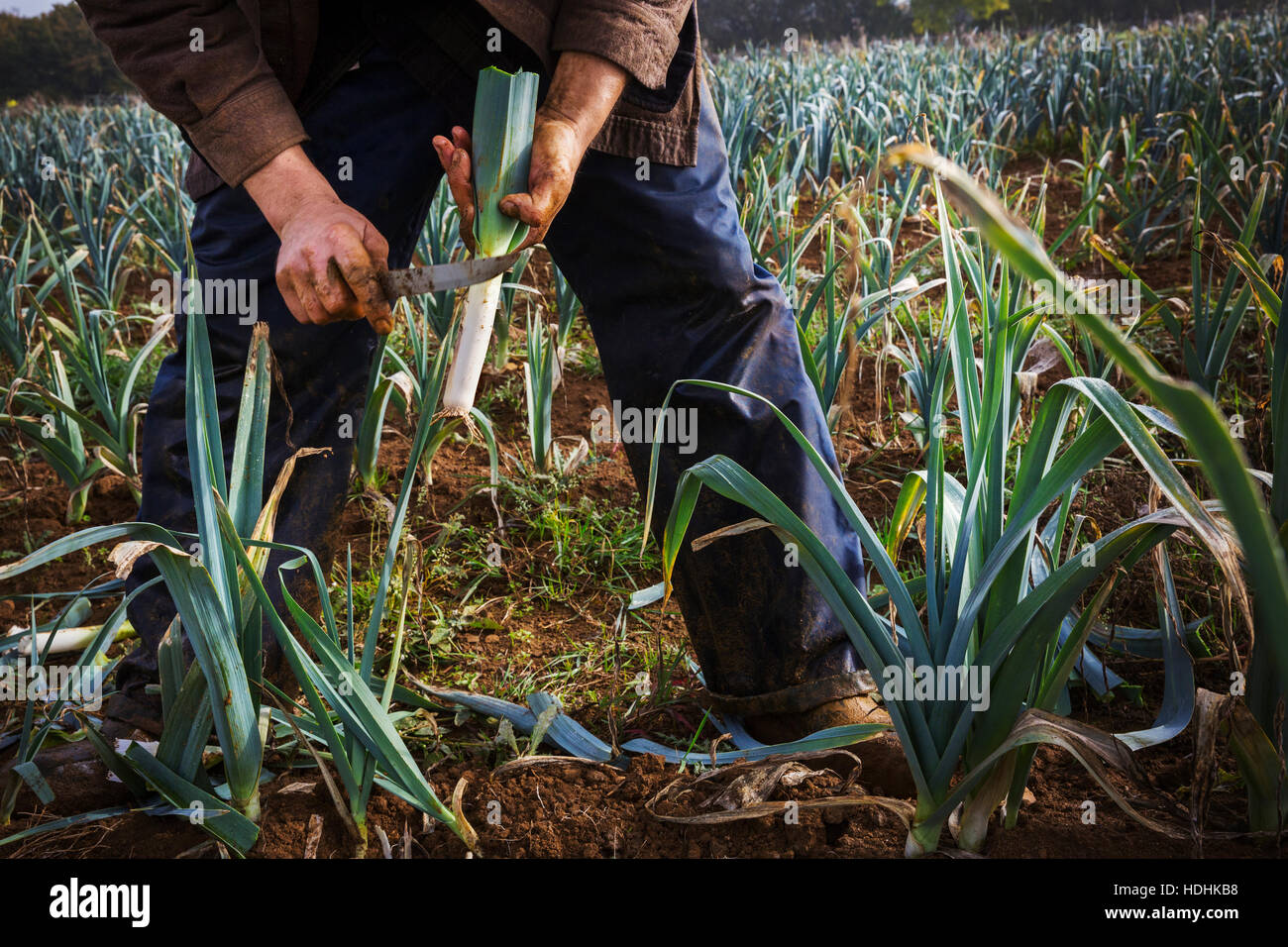 A man lifting fresh leeks from the soil and trimming the ends Stock ...