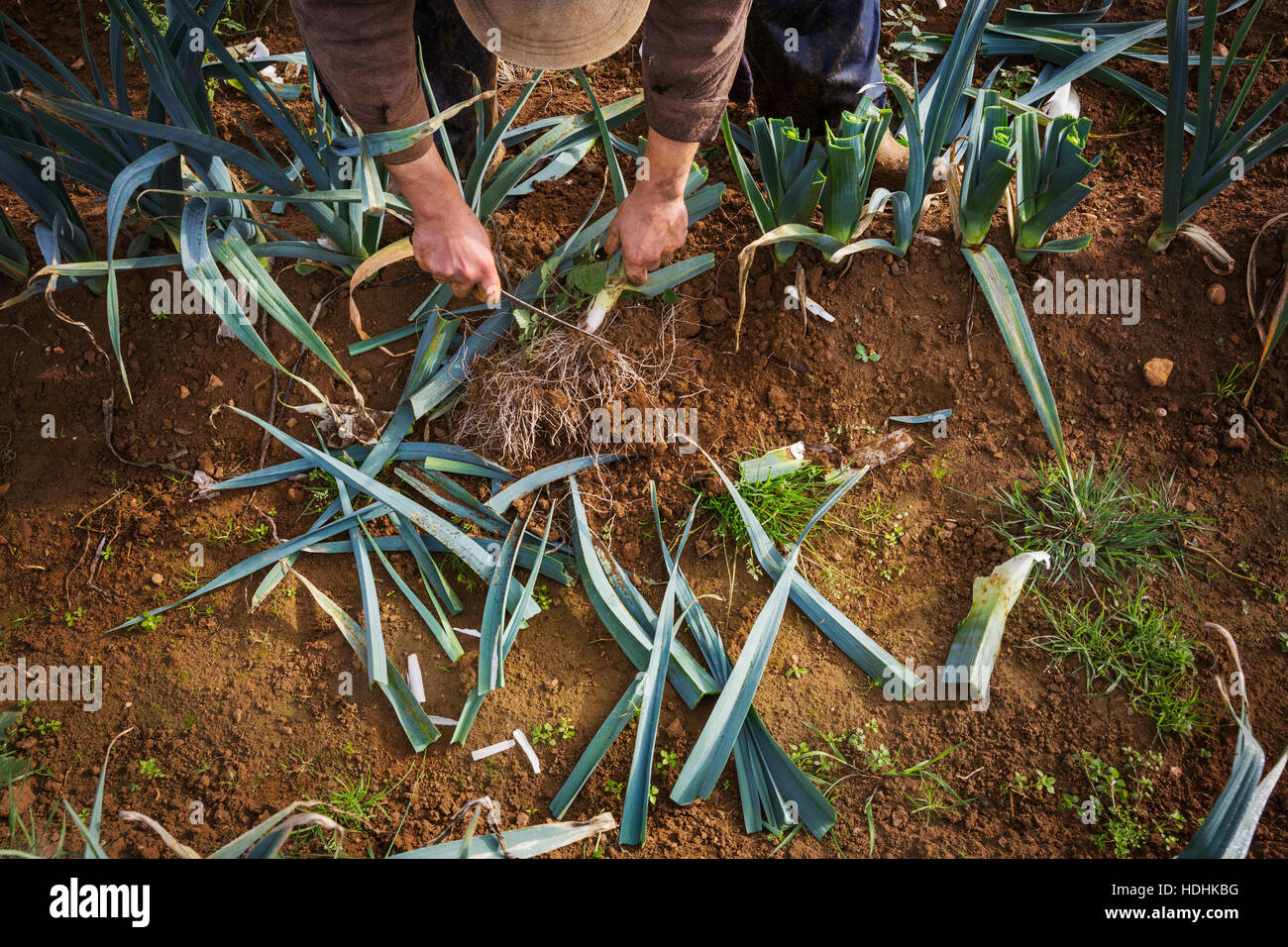Leek harvesting hi-res stock photography and images - Alamy