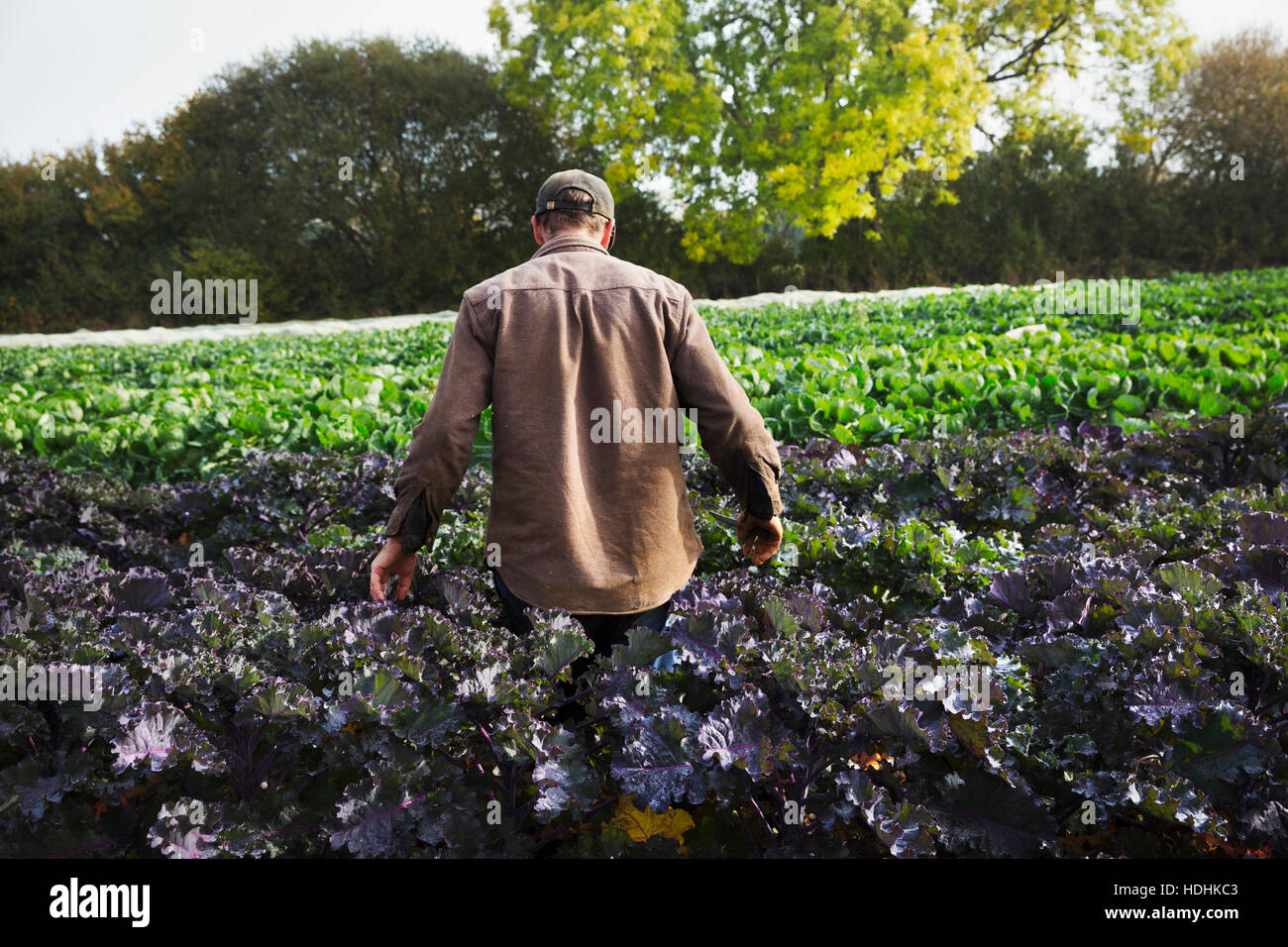 Rear view of a man walking through a field hi-res stock photography and ...