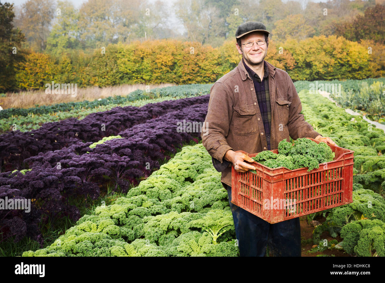 A man carrying a crate of freshly harvested cabbages Stock Photo - Alamy