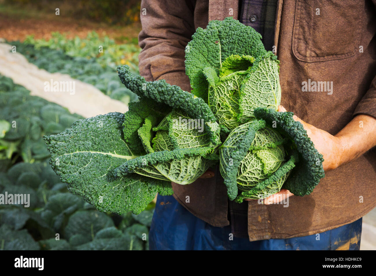 Man holding cabbage hi-res stock photography and images - Alamy