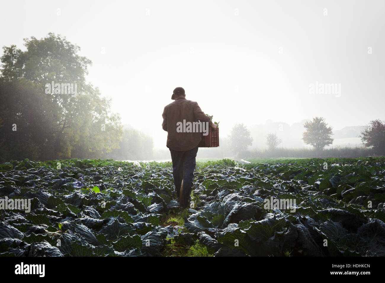 One person walking through rows of vegetables in a field, mist rising ...