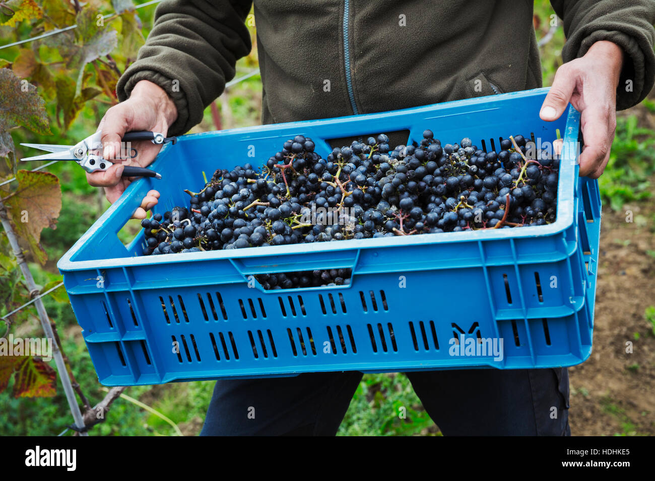 A man holding a crate of picked red grapes Stock Photo - Alamy