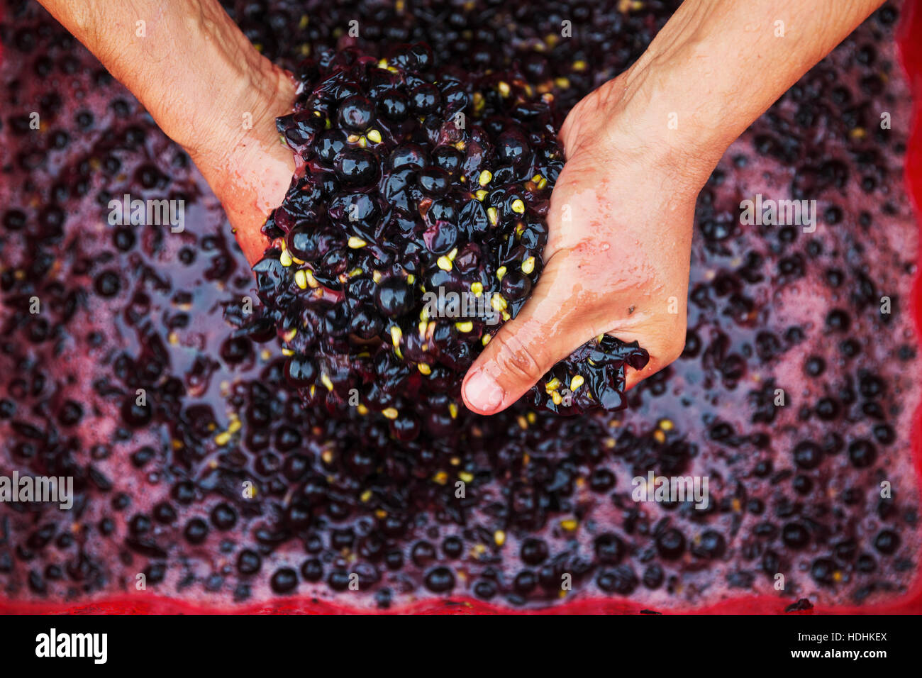 A man with his hands in fresh crushed red grapes and juice Stock Photo ...