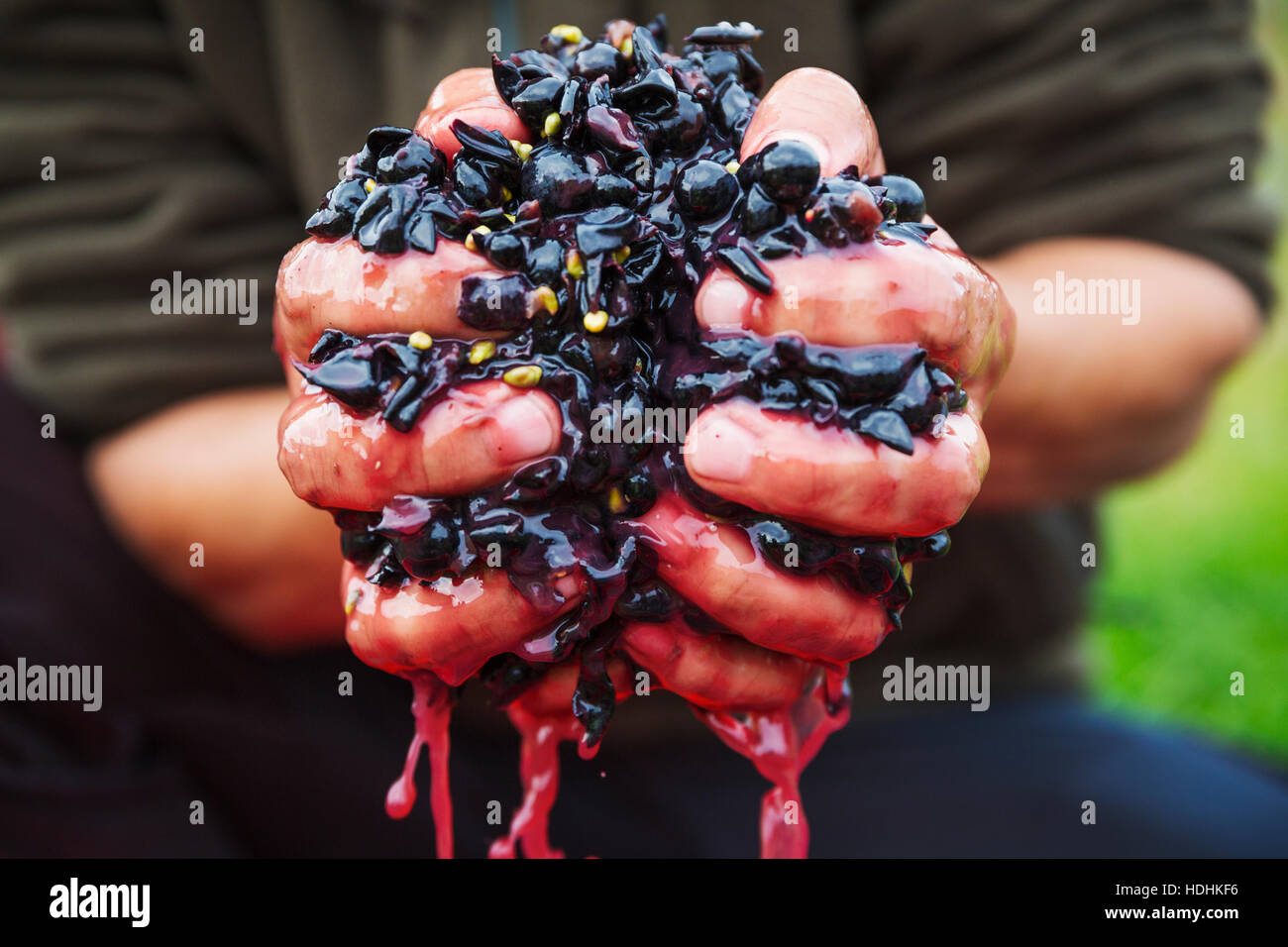 A man with a handful of fresh crushed red grapes Stock Photo - Alamy