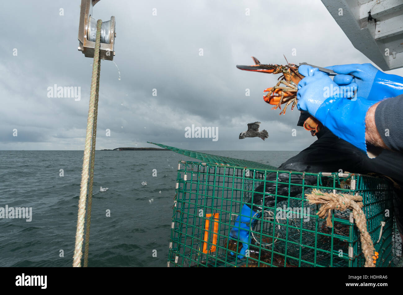 Determine freshness hi-res stock photography and images - Alamy