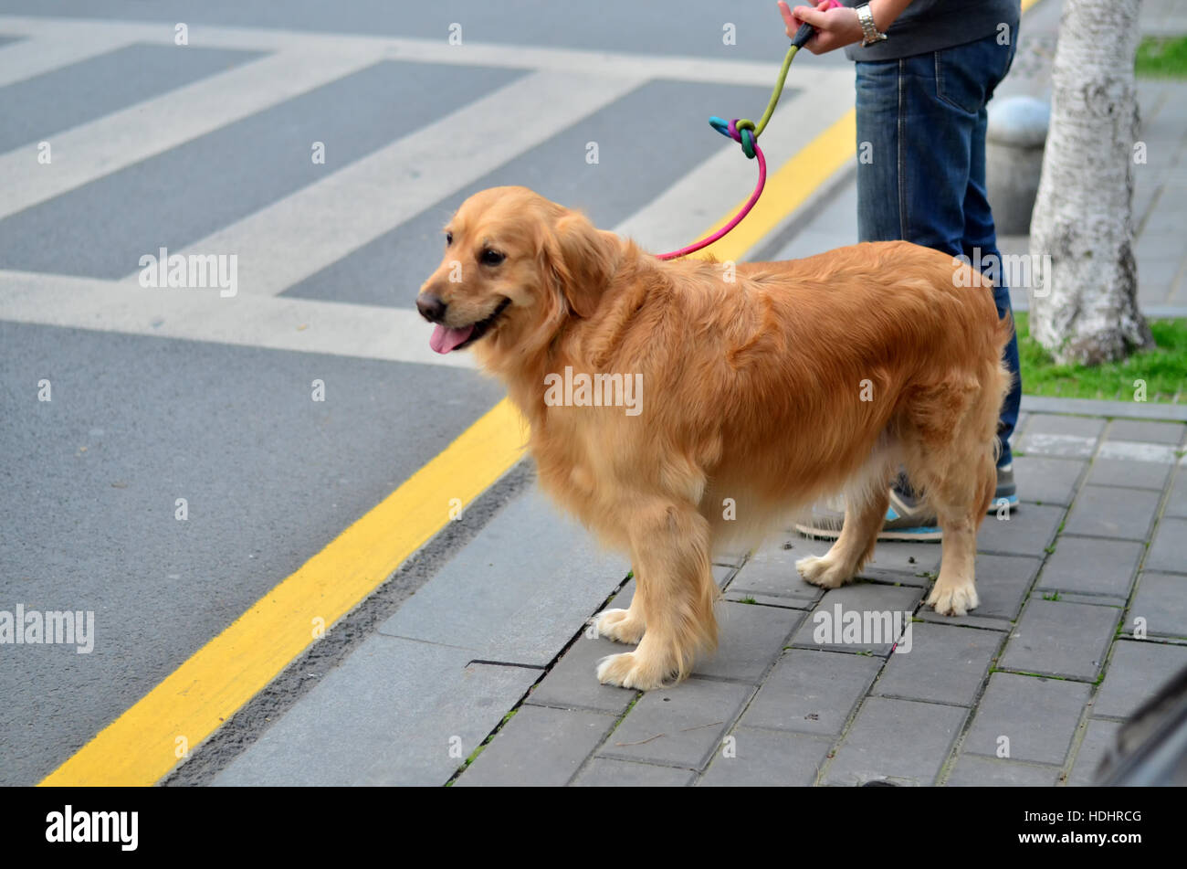 Labrador golden retriever cross hi-res stock photography and images - Alamy